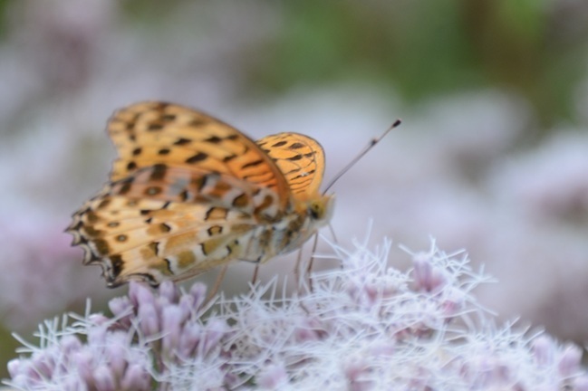 アサギマダラ以外にも: 鶏肋日誌