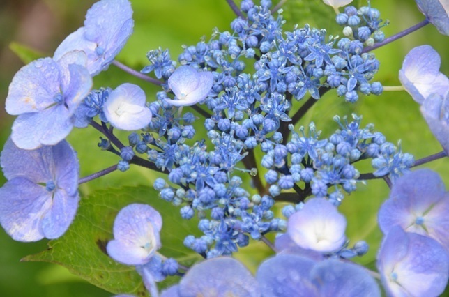 雨が降ったら紫陽花撮りに: 鶏肋日誌